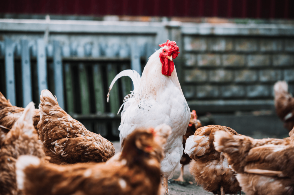 Bunăstarea şi protecţia păsărilor în abator - BestSmart.ro